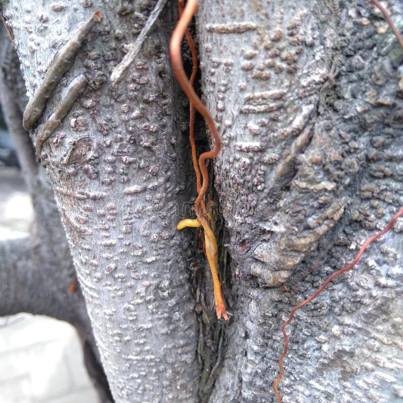 Roots grow on wild tree stock image. Image of tree, twig - 270495297