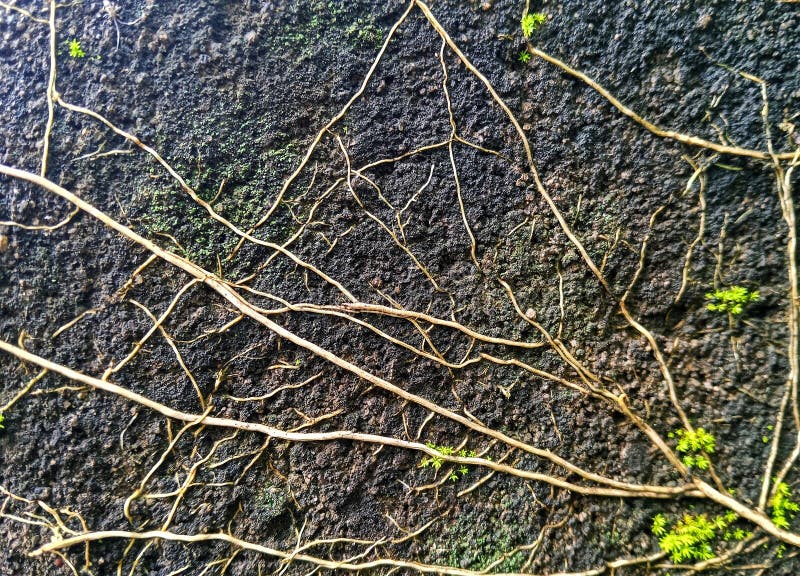Roots Growing Around the Wall Stock Image - Image of trunk, soil: 378062037