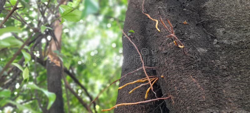 Roots Growing on a Large Tree Trunk Stock Photo - Image of large ...