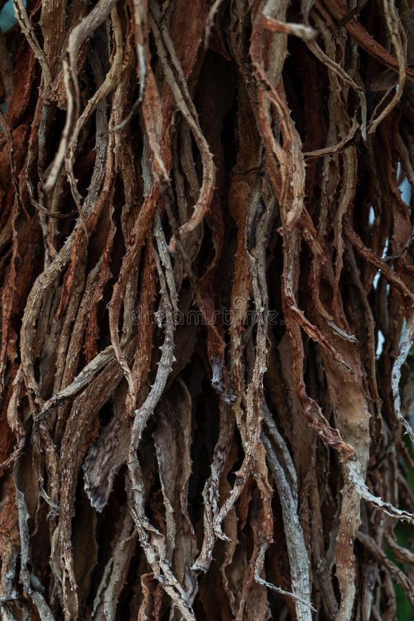 Roots Growing in Moister Environment Over the Ground Stock Image ...