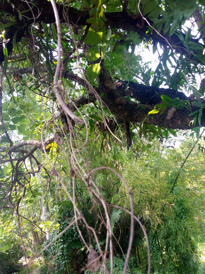 Roots growing on trees stock image. Image of growing - 344010113