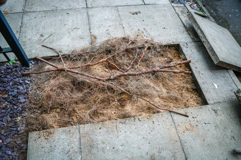 Roots Growing Under Pavement Tile Stock Photo - Image of environment ...