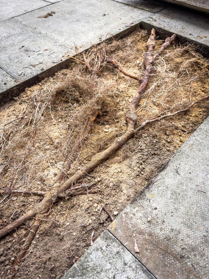 Roots Growing Under Pavement Tile Stock Photo - Image of trunk, roots ...