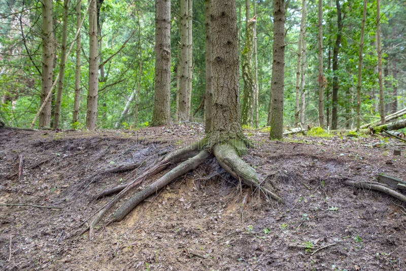 220 External Roots Stock Photos - Free & Royalty-Free Stock Photos from ...