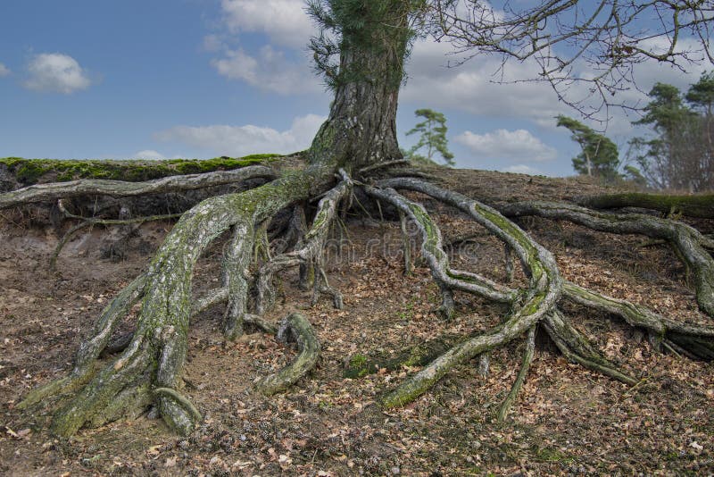 Roots Growing Upward on the Exterior . Tree with External Roots Stock ...