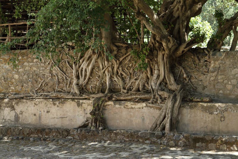 Roots grows over a wall stock photo. Image of palace - 82377462