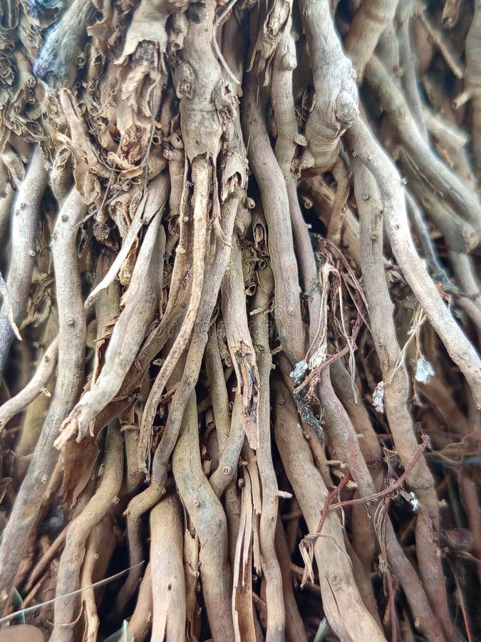Roots of the Hajj Fern Tree in a Flower Pot Stock Photo - Image of ...