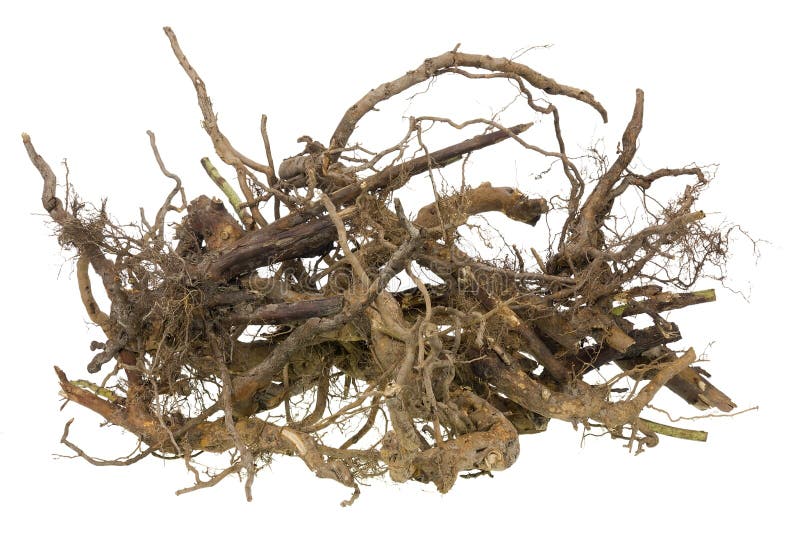 Roots for Halloween stock photo. Image of hair, growth - 26236294