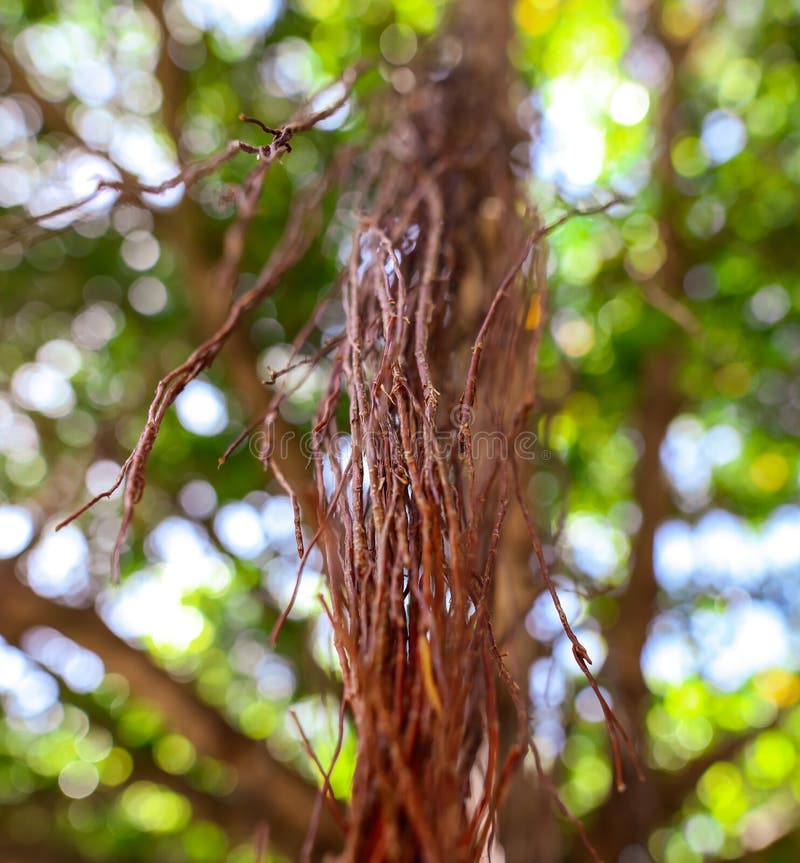 Roots Hanging from a Tree on the Nature Stock Image - Image of bark ...
