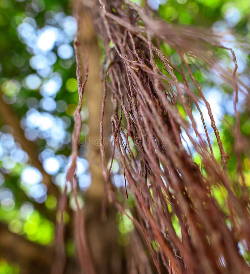 Roots Hanging from a Tree on the Nature Stock Photo - Image of foliage ...