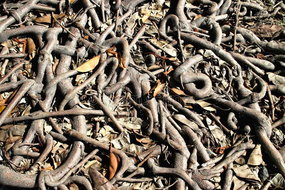 Roots harmony stock photo. Image of life, lowtide, wilderness - 5233286