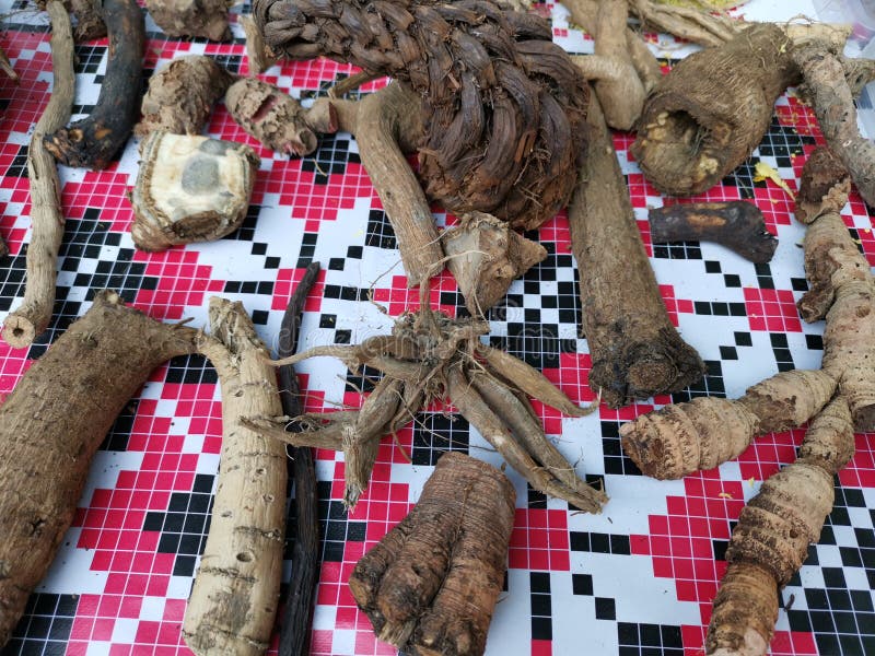 Roots of Herbs with Healing Powers Stock Image - Image of alternative ...