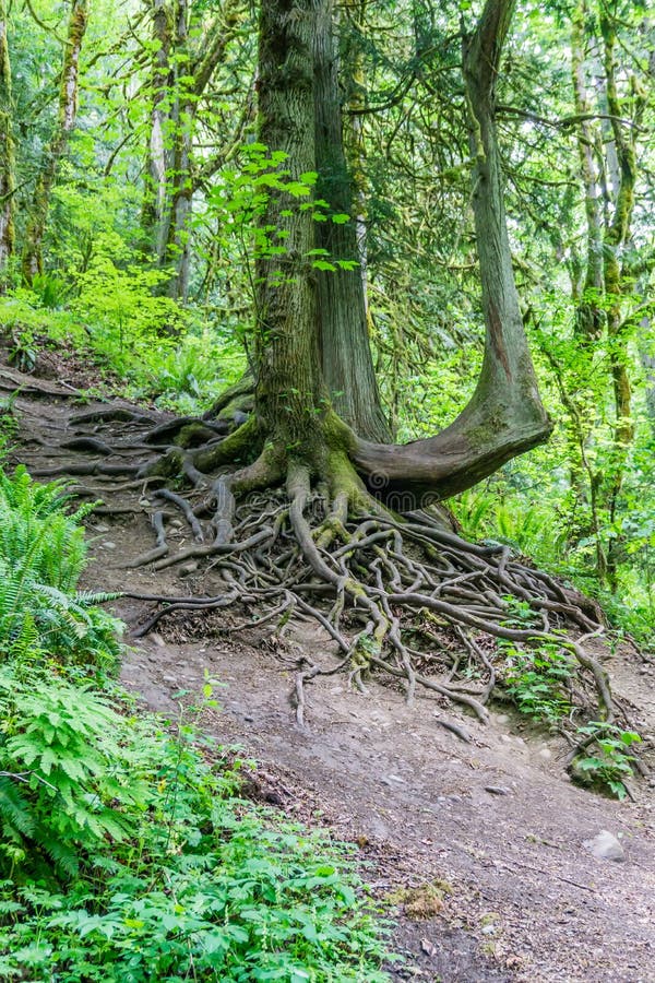 Roots on a Hill stock photo. Image of outdoors, pacific - 152756056