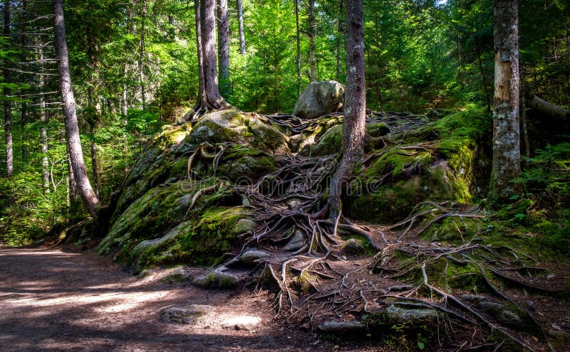 73,442 Tree Roots Photos - Free & Royalty-Free Stock Photos from Dreamstime