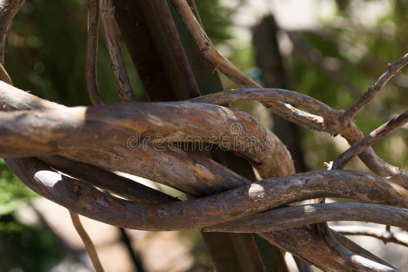 Roots intertwined stock image. Image of summer, earth - 44122341