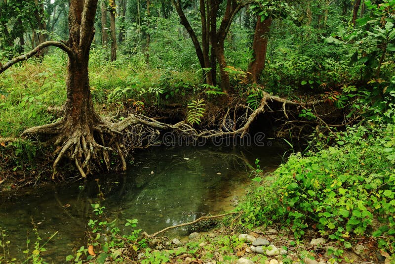 Roots stock photo. Image of trees, holding, interwoven - 47700968