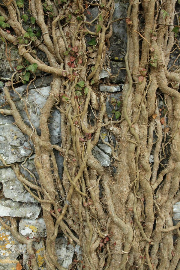1,730 Roots Ivy Stock Photos - Free & Royalty-Free Stock Photos from ...