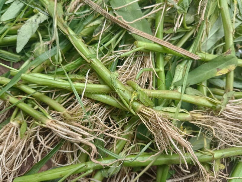 The Roots of the Kale Plant are Pulled Out with the Scientific Name ...