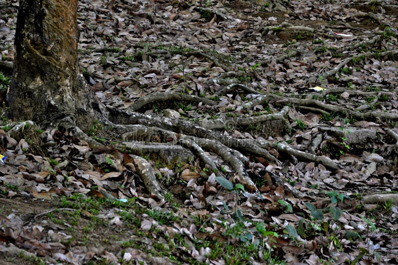 Standing firm on the roots stock image. Image of standing - 191143831
