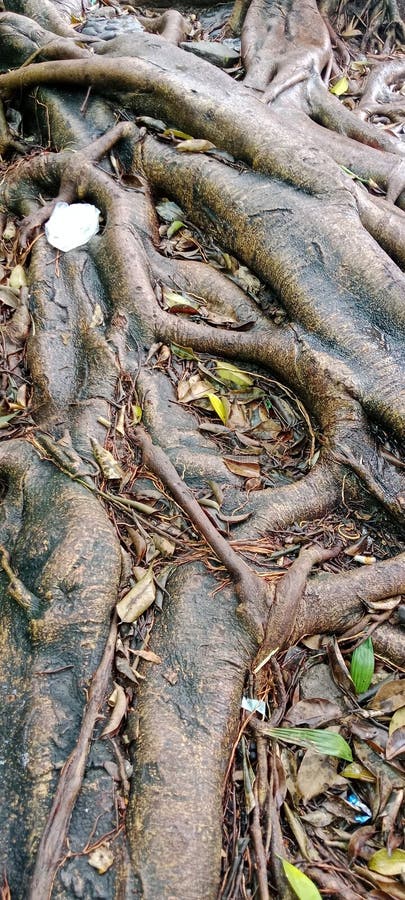 Roots of a Large Banyan Tree on the Side of the Road Stock Image ...