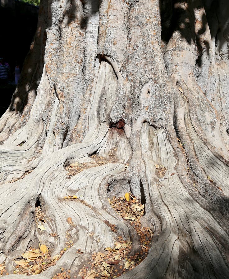 Roots of a Large Old Tree, Close-up Stock Photo - Image of ecology ...