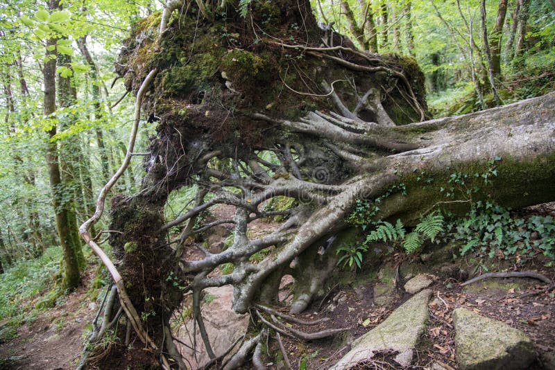 The Roots of a Large Recently Fallen Tree in Woodland Stock Photo ...