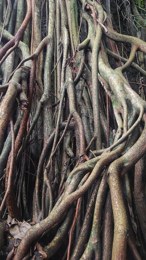 The Roots of a Large Tree while Climbing a Mountain Stock Image - Image ...