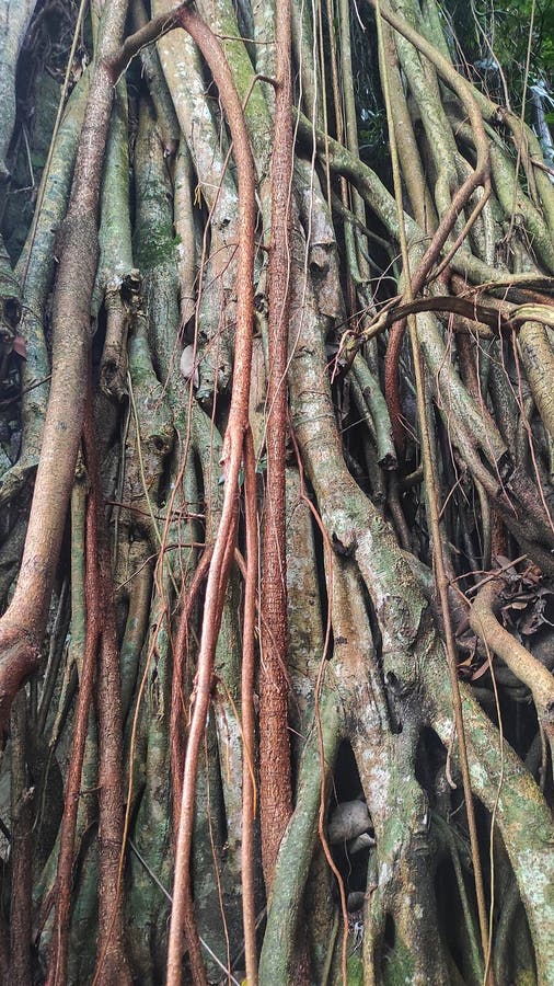 The Roots of a Large Tree while Climbing a Mountain & X28;3& X29; Stock ...