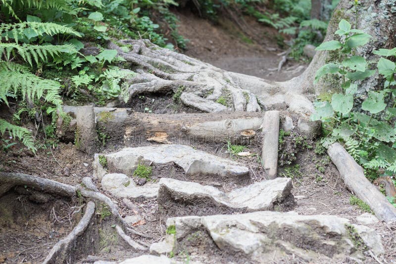 .the Roots of a Large Tree in the Forest Have Grown Above Ground Stock ...