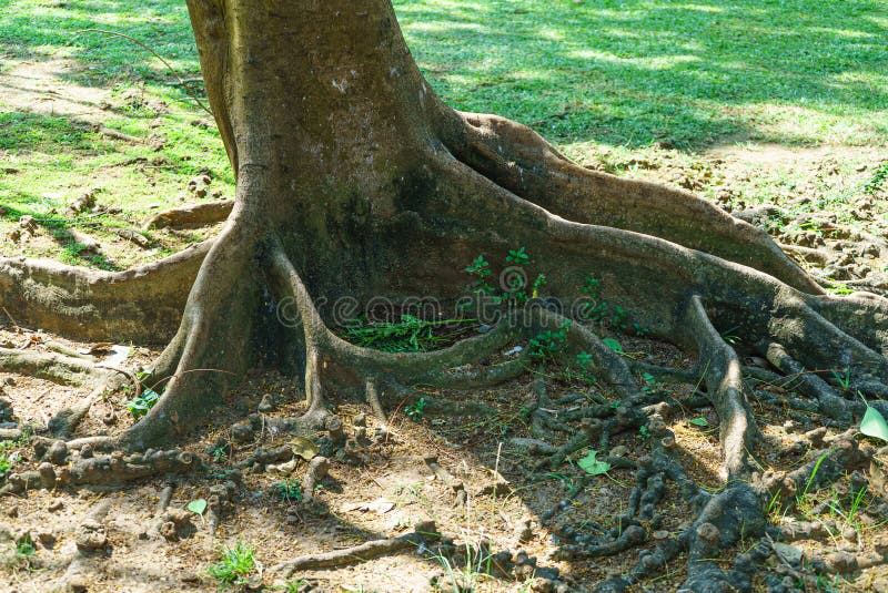 The Roots of Large Tree on the Ground in the Park Stock Photo - Image ...