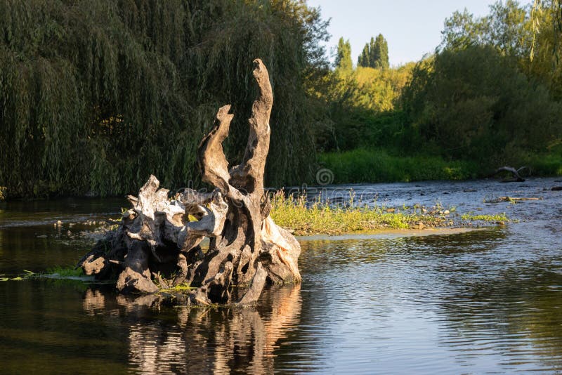 The Roots of a Large Tree in the Middle of the River Stock Photo ...