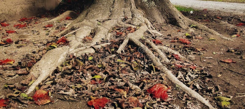 Roots of a Large Tree on a Road, with Its Leaves Fallen on an Autumn ...