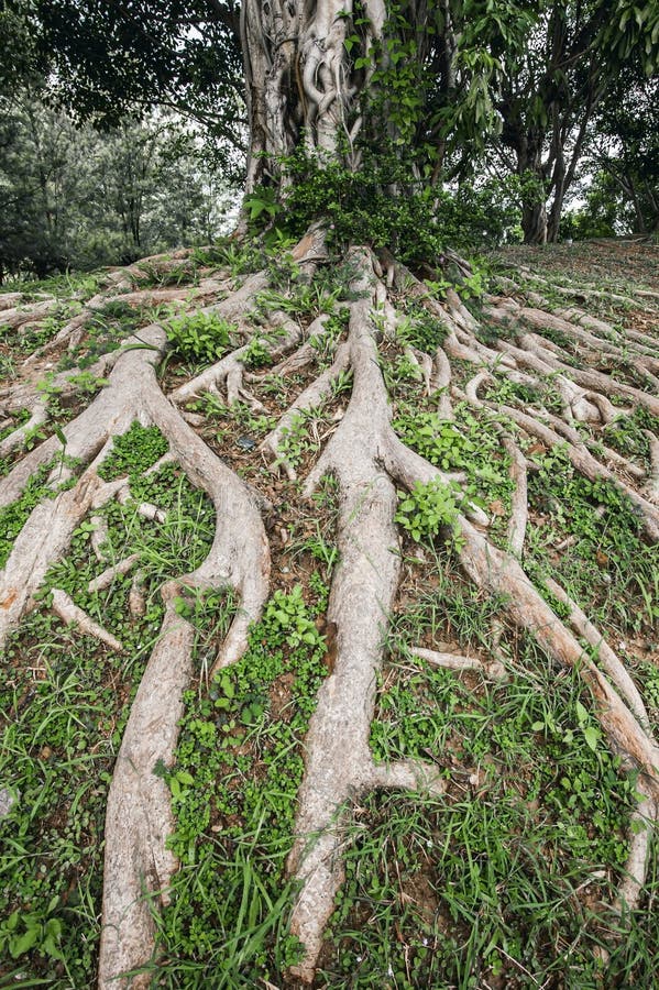 The Roots of a Large Tree Rose Above the Ground Stock Image - Image of ...