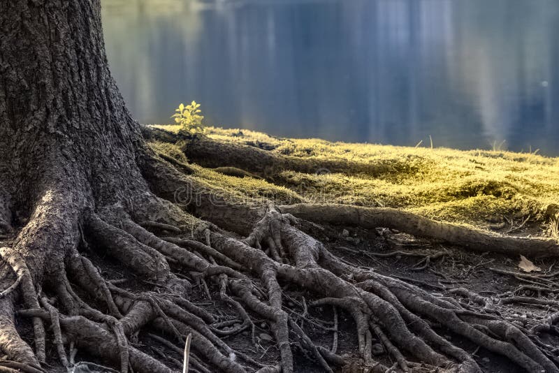 Roots of Large Tree Spreading Out with Moss Stock Photo - Image of ...