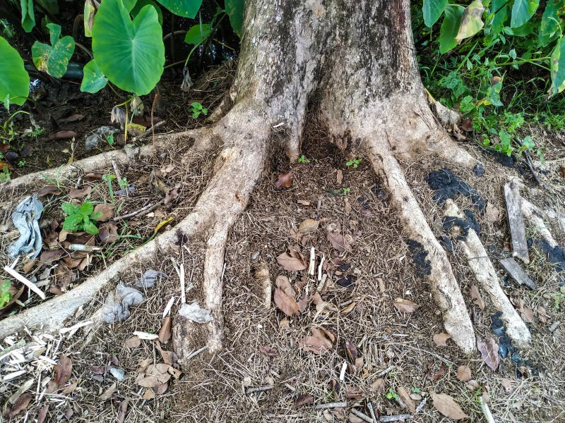 Roots of a Large Tree Surrounded by Taro Plants Stock Photo - Image of ...