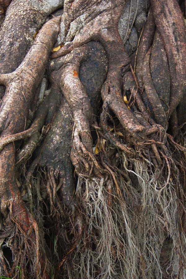 The roots of a large tree. stock image. Image of natural - 97451183