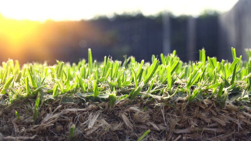 Grass with roots. stock photo. Image of plant, seedling - 91583198