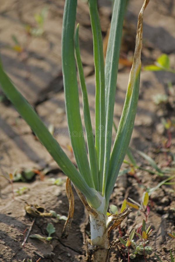 Roots, Leaves and Developing Bulb of Onion Stock Image - Image of roots ...