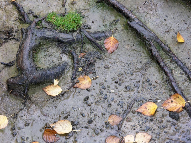 Roots, Leaves And Mud Picture. Image: 322701