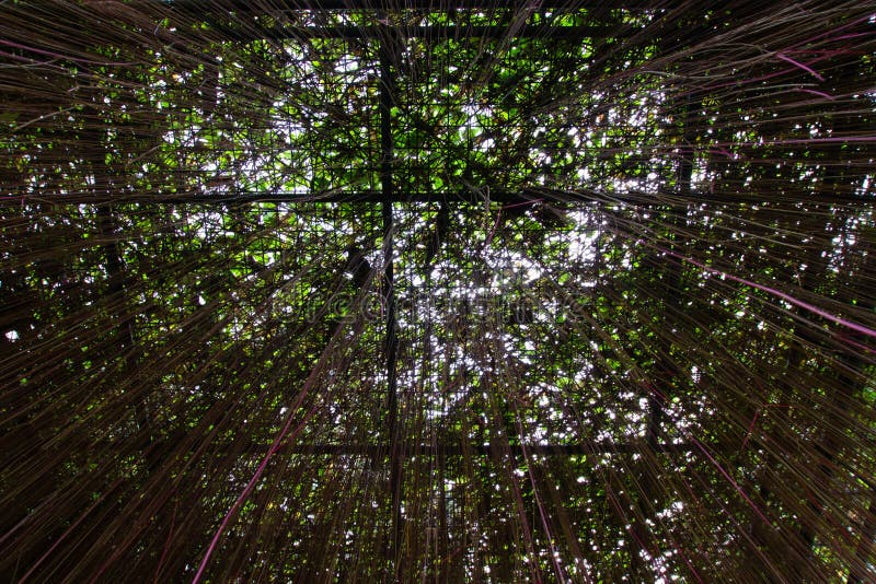 Roots and leaves overhead stock photo. Image of peace - 21300086