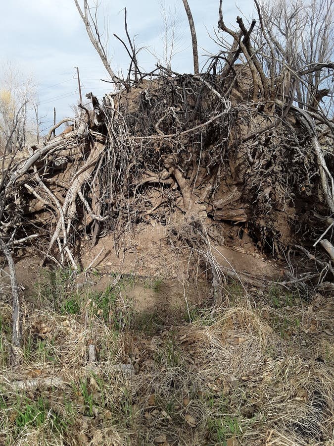 Roots from a Magnificent Brown Windblown Tree Stock Photo - Image of ...