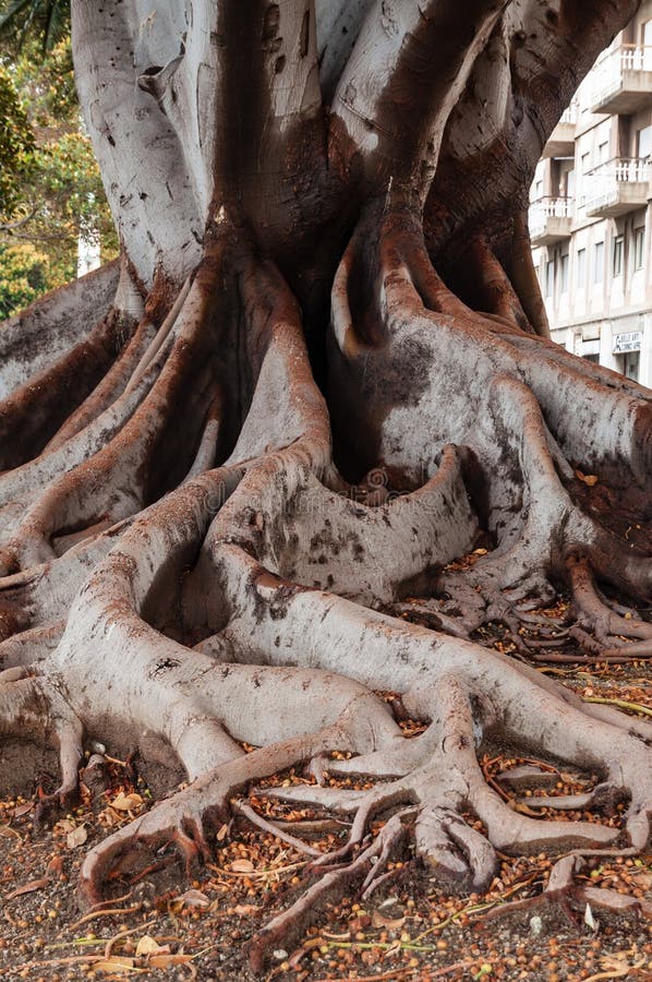 The roots of magnolia tree stock photo. Image of brown - 309429694