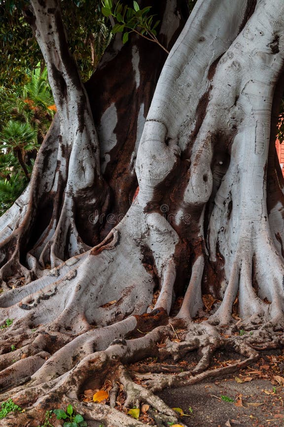 The roots of magnolia tree stock image. Image of detail - 309429695