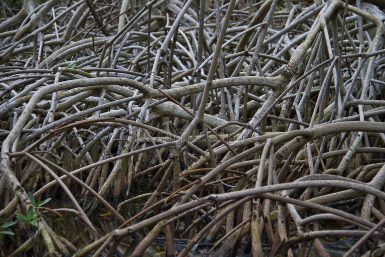 384 Amazing Mangrove Texture Stock Photos - Free & Royalty-Free Stock ...