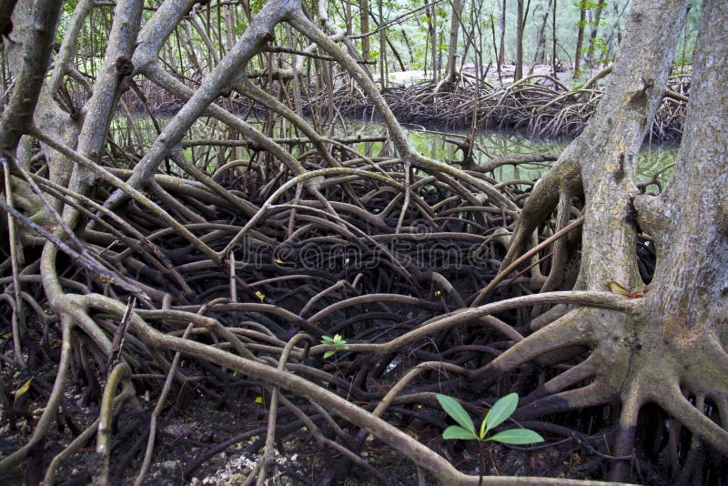 Roots Mangrove stock image. Image of sand, scene, plant - 34183663