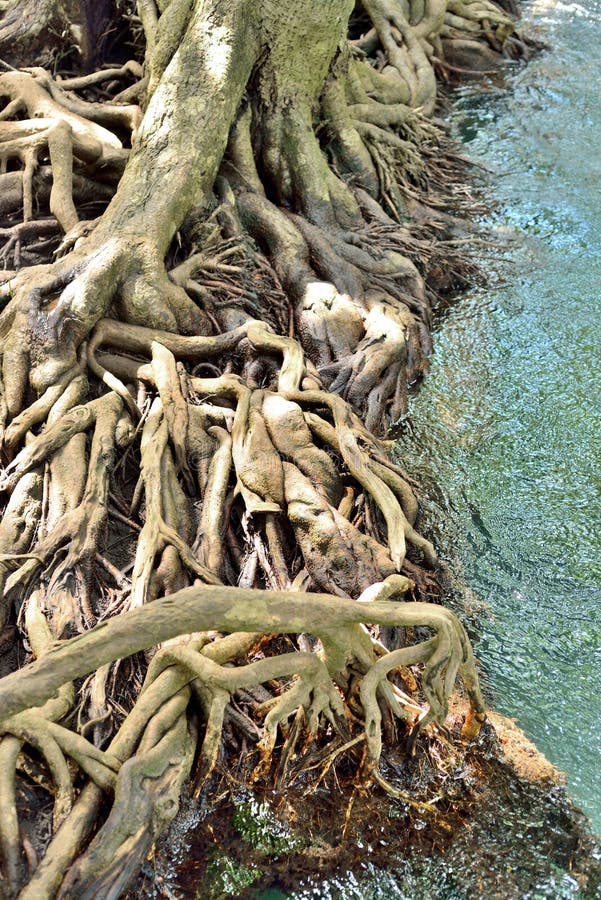 Roots Mangrove stock image. Image of sand, scene, plant - 34183663