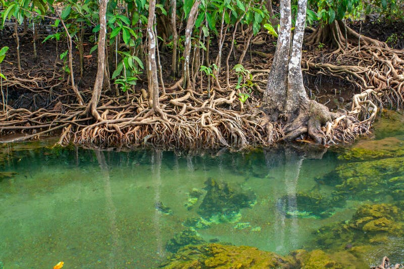 Roots of Mangrove Trees in the Water. Horizontal Stock Image - Image of ...