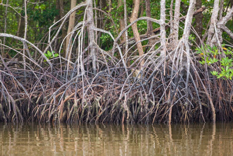 Roots of mangrove in water stock image. Image of plant - 225095271