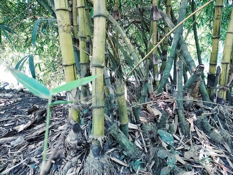 799 Bamboo Tree Roots Stock Photos - Free & Royalty-Free Stock Photos ...