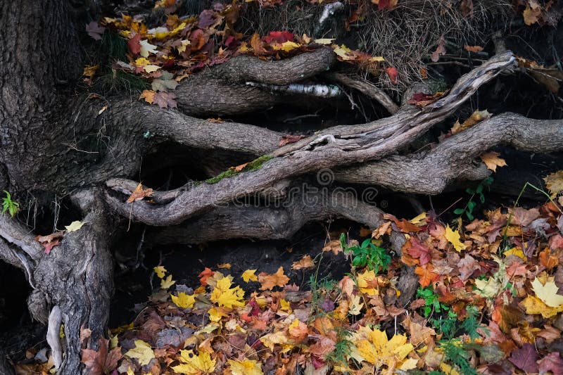 The roots of a maple tree stock photo. Image of roots - 344566150